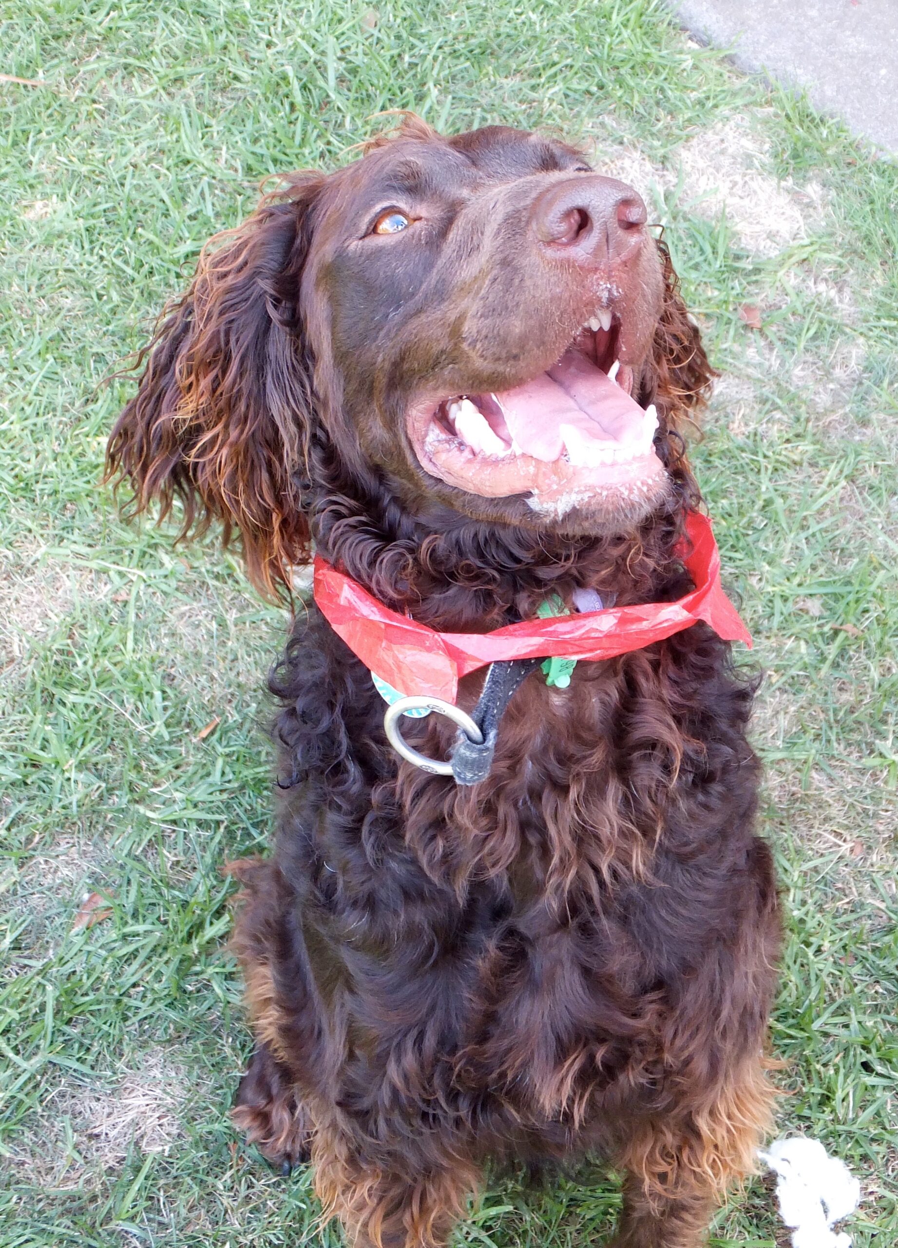 レトリーバーの種類 - Learn About Dog Breeds