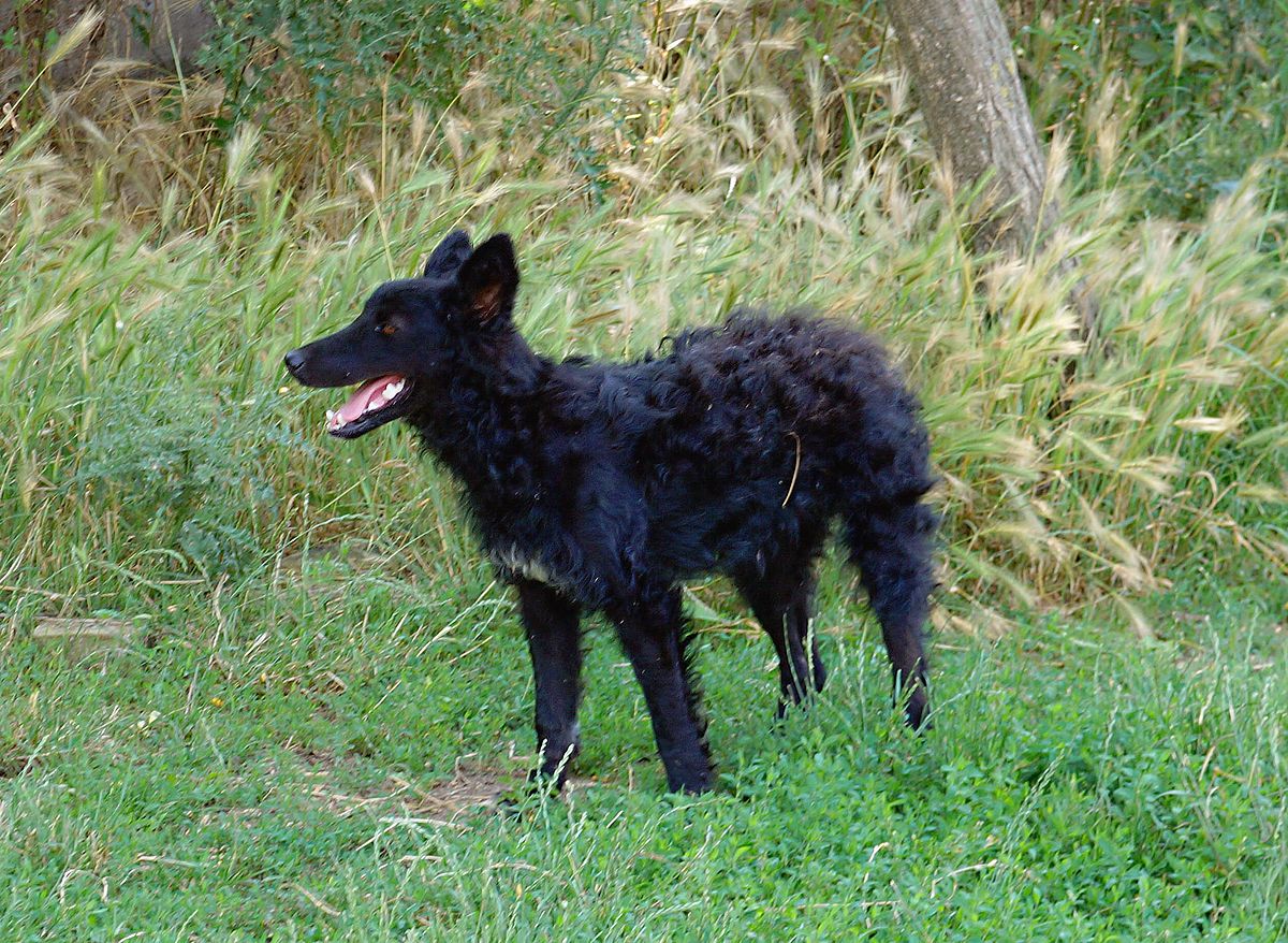 プーリン - Learn About Dog Breeds