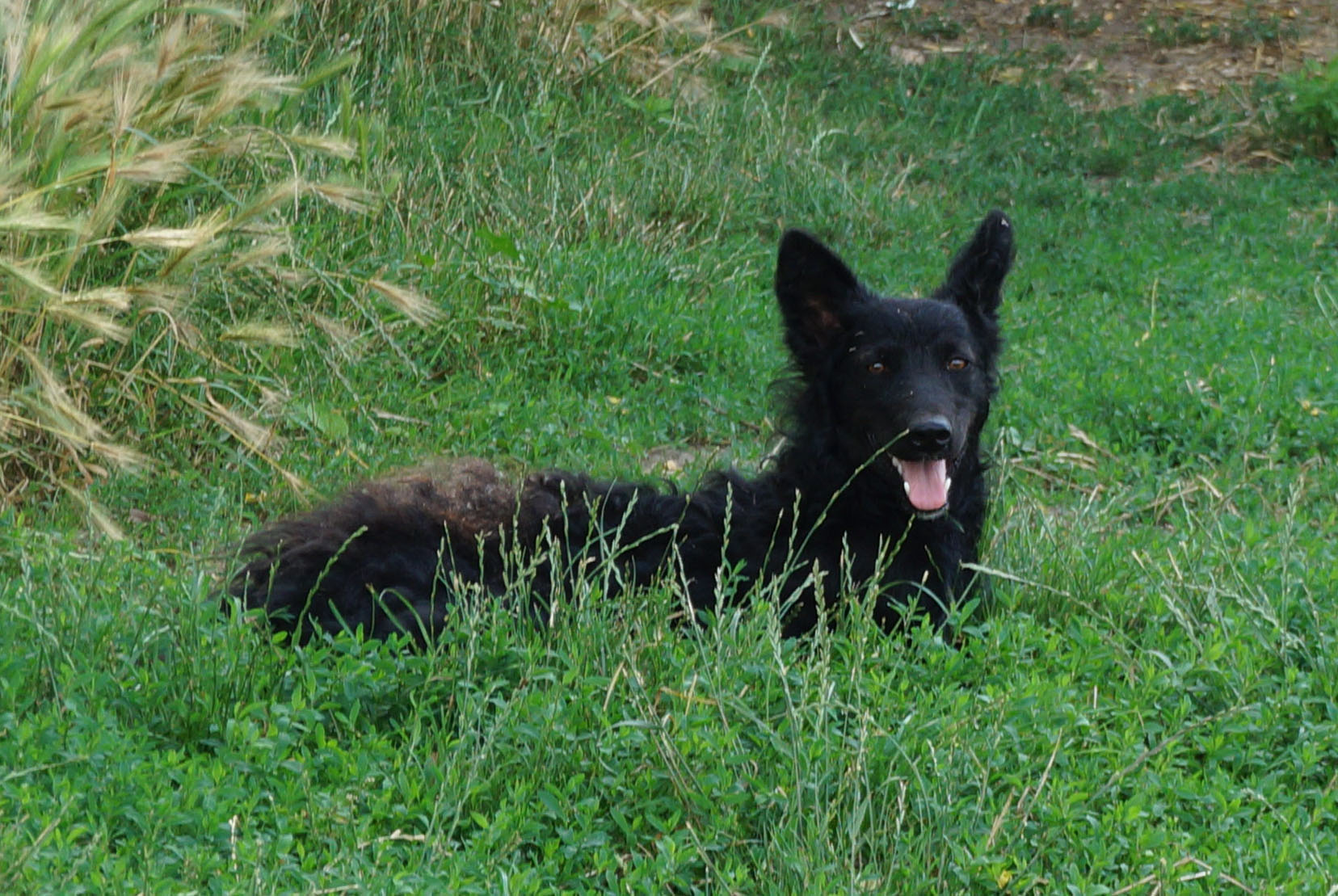 プーリン - Learn About Dog Breeds