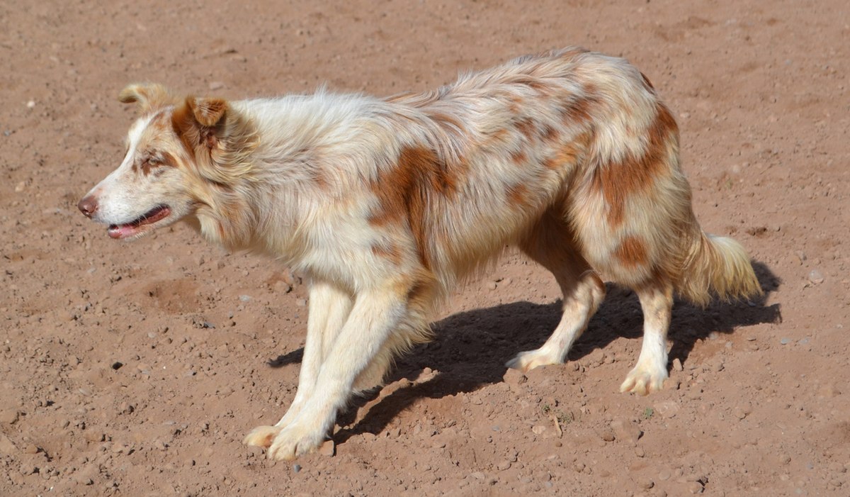 ボーダー・コリーの毛色の種類 - Learn About Dog Breeds